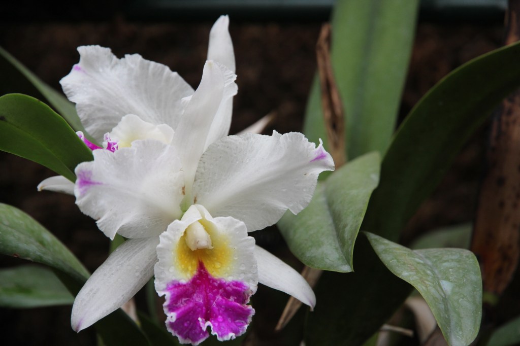 Need help to identify these magnificent orchids in India | Where to next?