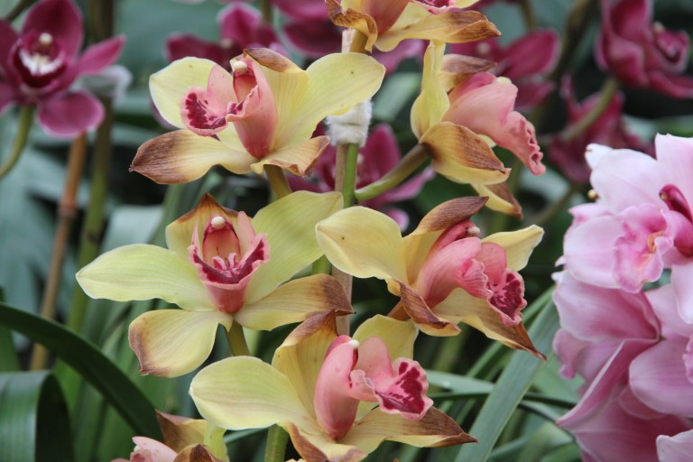 Need help to identify these magnificent orchids in India | Where to next?