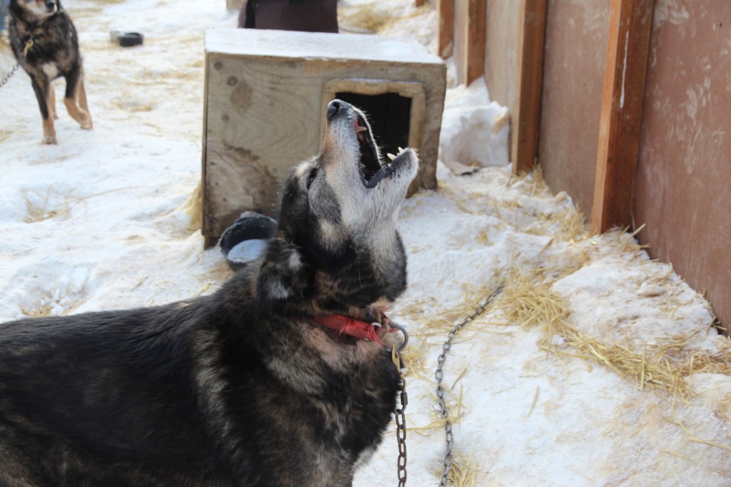 Totally mushy for dogs | Where to next?