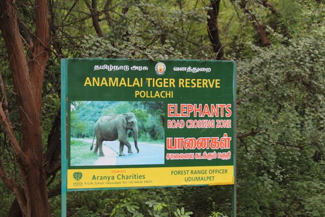 Elephants galore this time in India | Where to next?