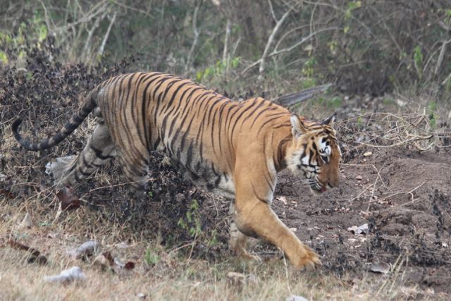 A sad farewell to another Prince | Where to next?