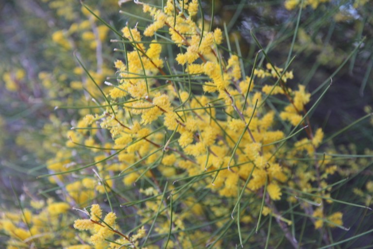 Showcasing plants that thrive in difficult locations | Where to next?