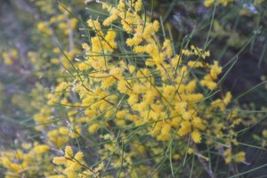 Showcasing plants that thrive in difficult locations | Where to next?