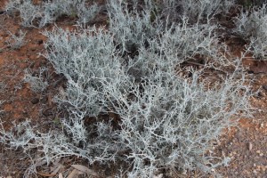 Showcasing plants that thrive in difficult locations | Where to next?