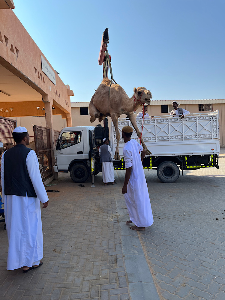 Checking out a camel market near Abu Dhabi | Where to next?