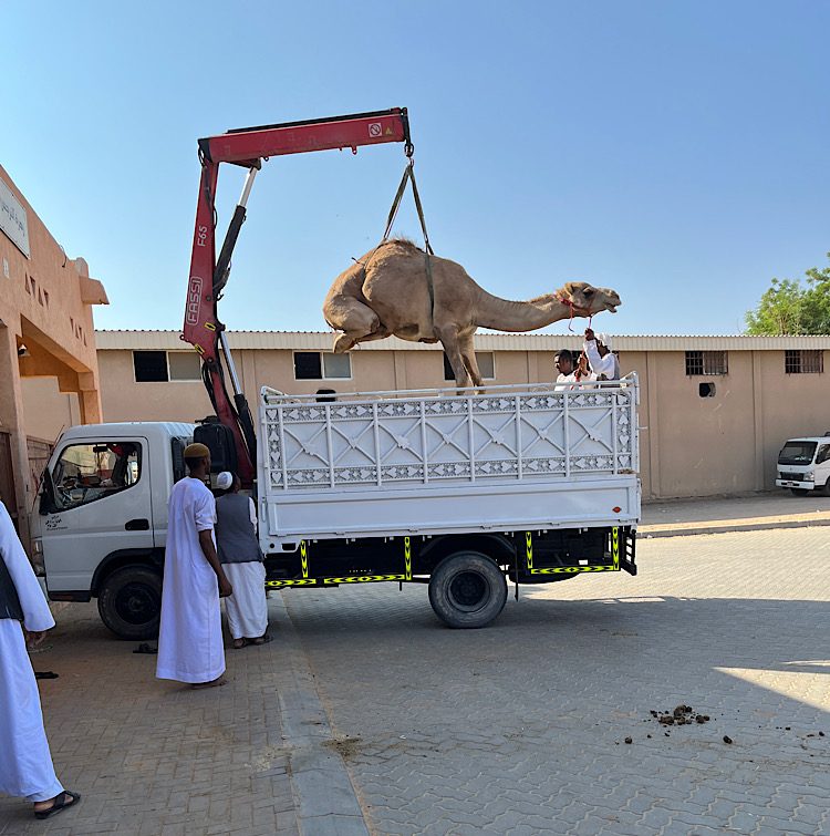 Checking out a camel market near Abu Dhabi | Where to next?